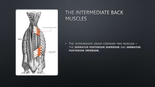 BACK MUSCULATURE (1).pptx