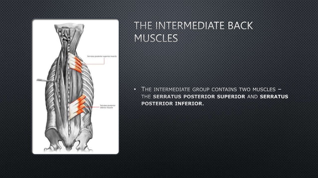 BACK MUSCULATURE (1).pptx