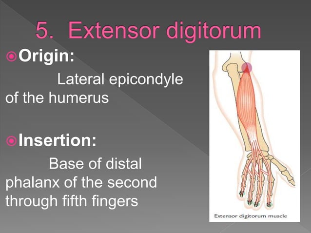 Anatomy - Back of forearm | PPTX | Death, Injury, or Military Conflict ...
