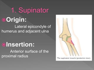 Supinator Muscle Origin And Insertion