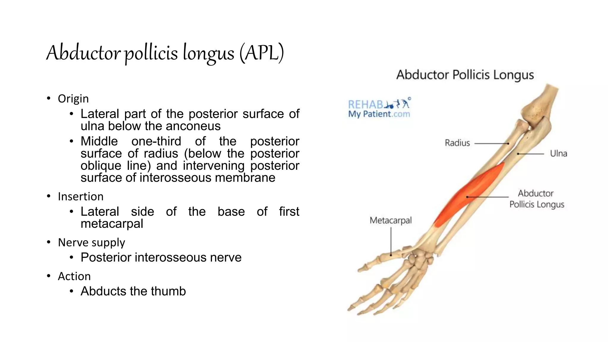 Back of Forearm.pptx