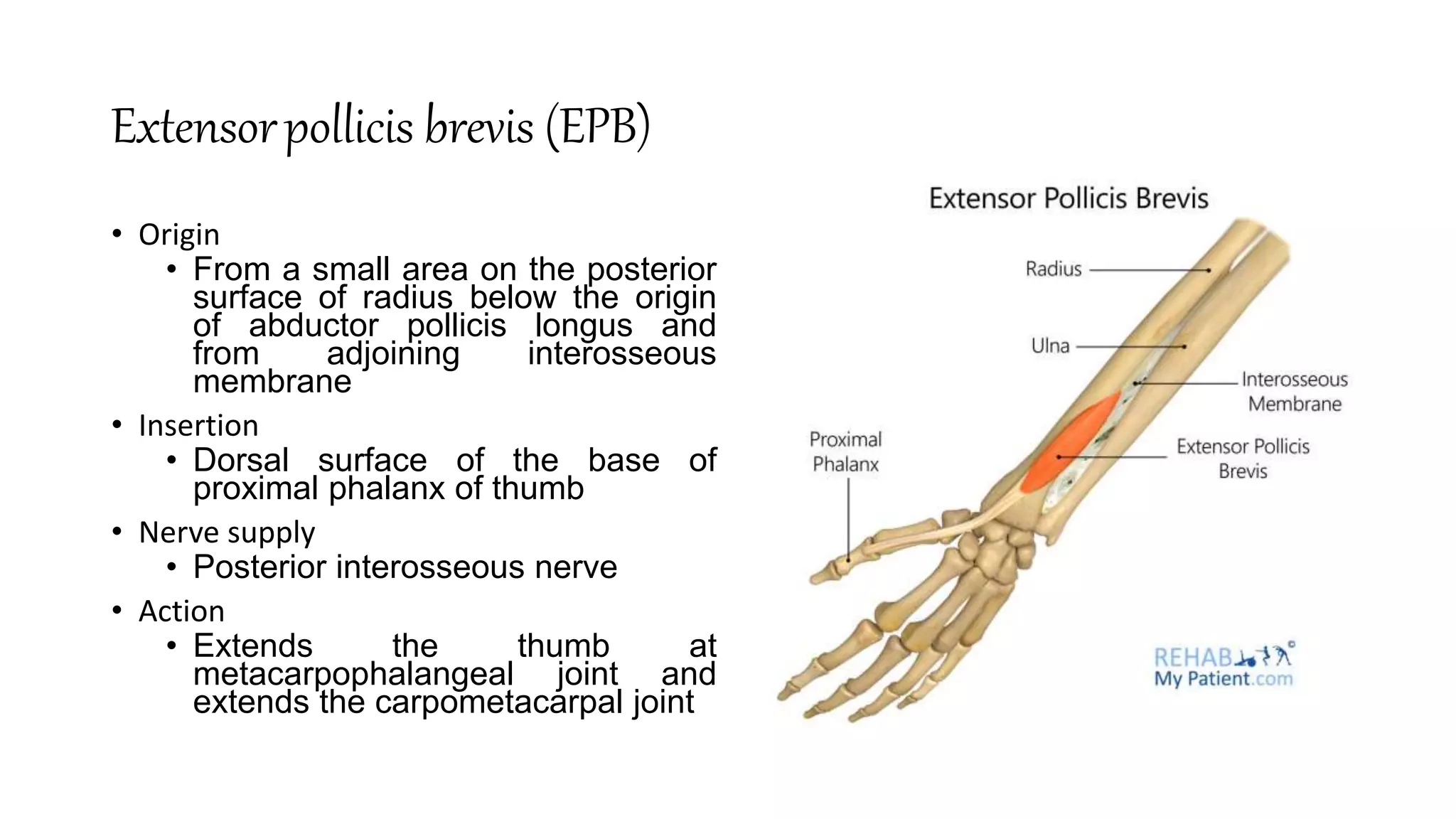 Back of Forearm.pptx