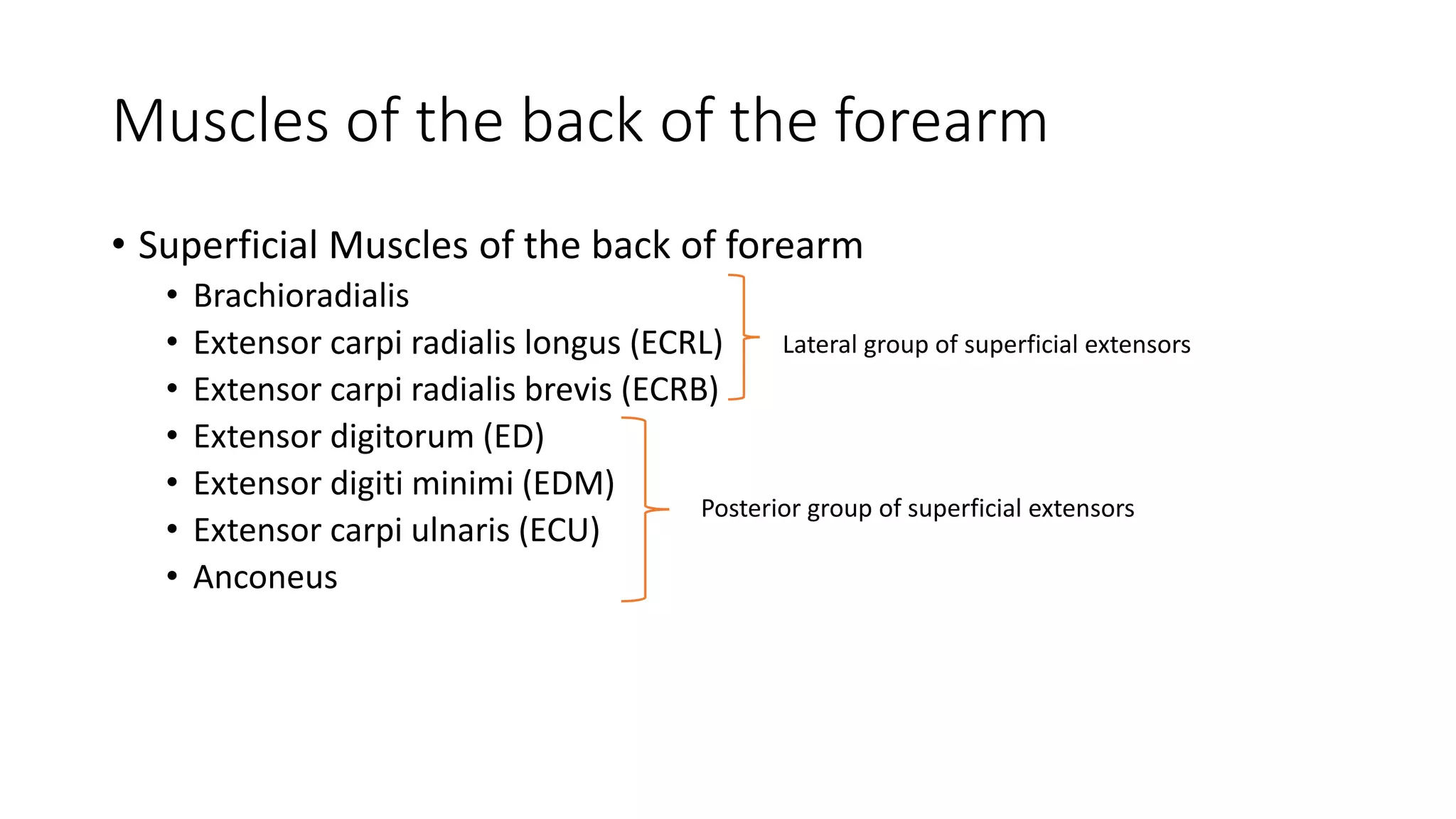 Back of Forearm.pptx