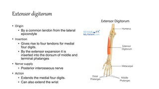Back of Forearm.pptx