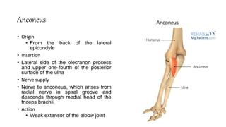 Back of Forearm.pptx