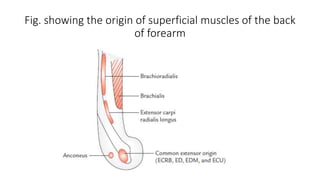 Back of Forearm.pptx