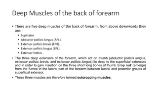 Back of Forearm.pptx