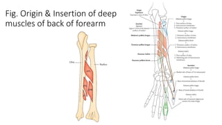 Back of Forearm.pptx
