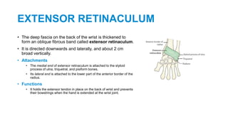 Back of Forearm.pptx