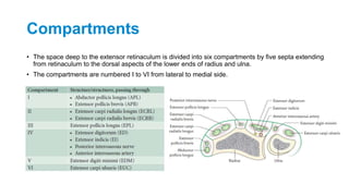 Back of Forearm.pptx