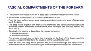 Back of Forearm.pptx