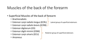 Back of Forearm.pptx