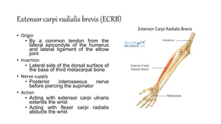 Back of Forearm.pptx