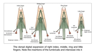 back of forearm.pptx | Death, Injury, or Military Conflict | Sensitive ...