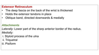 back of forearm.pptx | Death, Injury, or Military Conflict | Sensitive ...