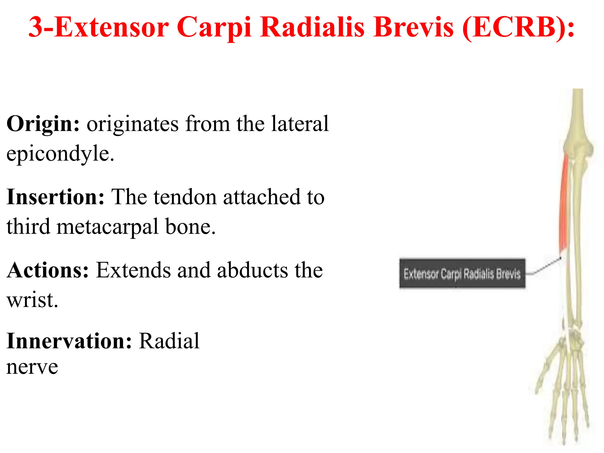 Back of forearm_221220_164624.pdf muscles | PDF