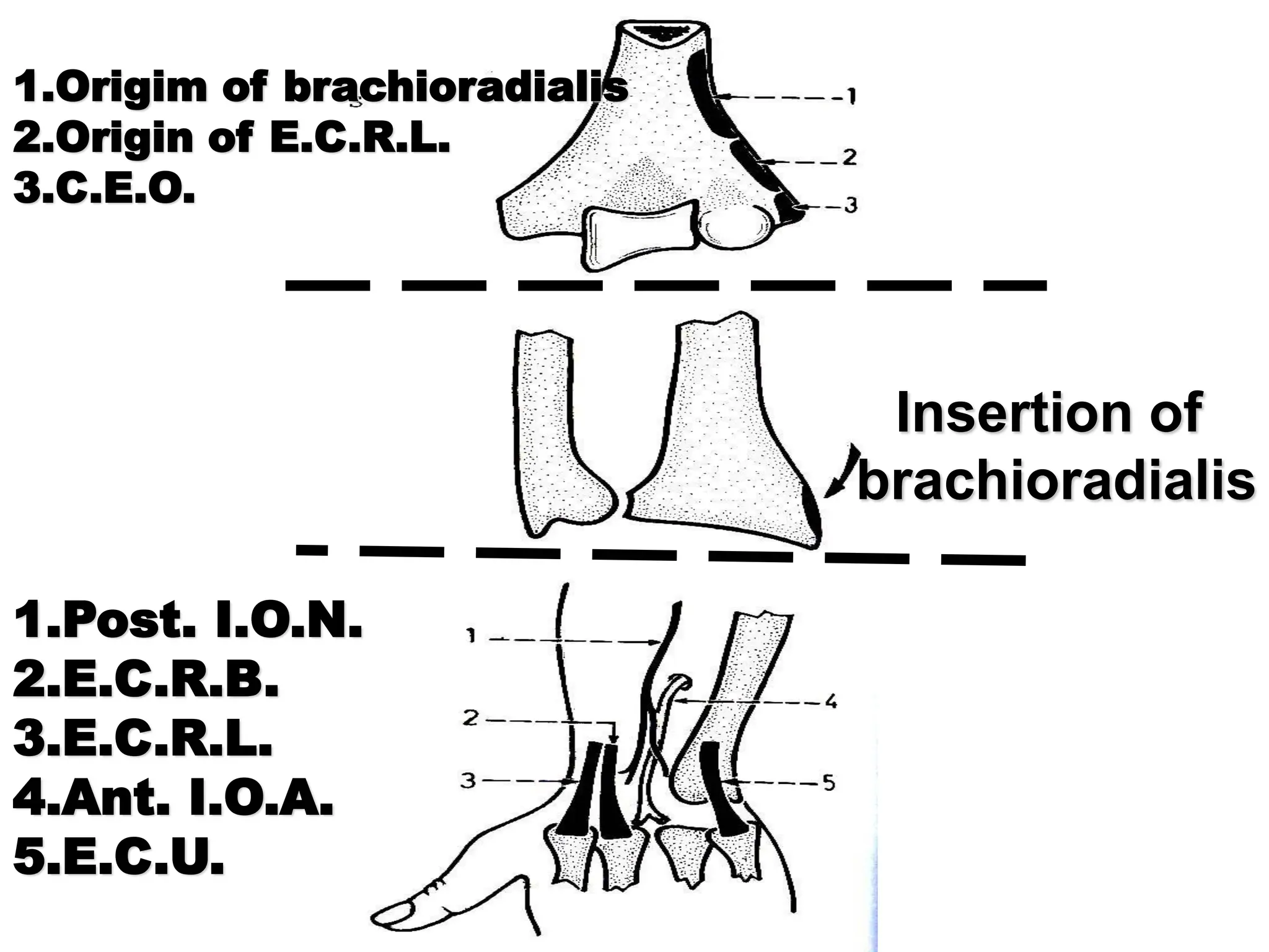 Back of forearm_221220_164624.pdf muscles | PDF