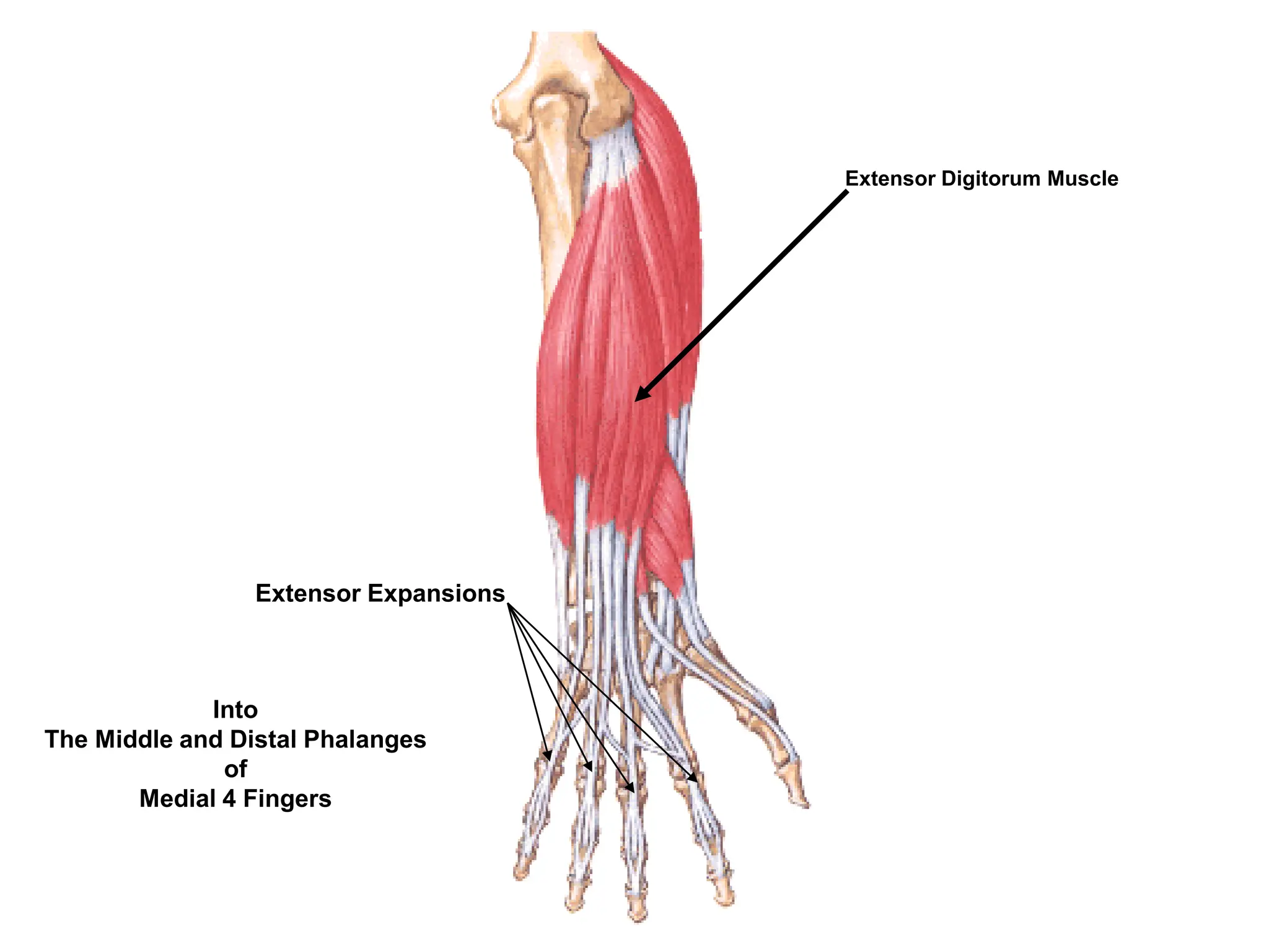Back of forearm_221220_164624.pdf muscles | PDF