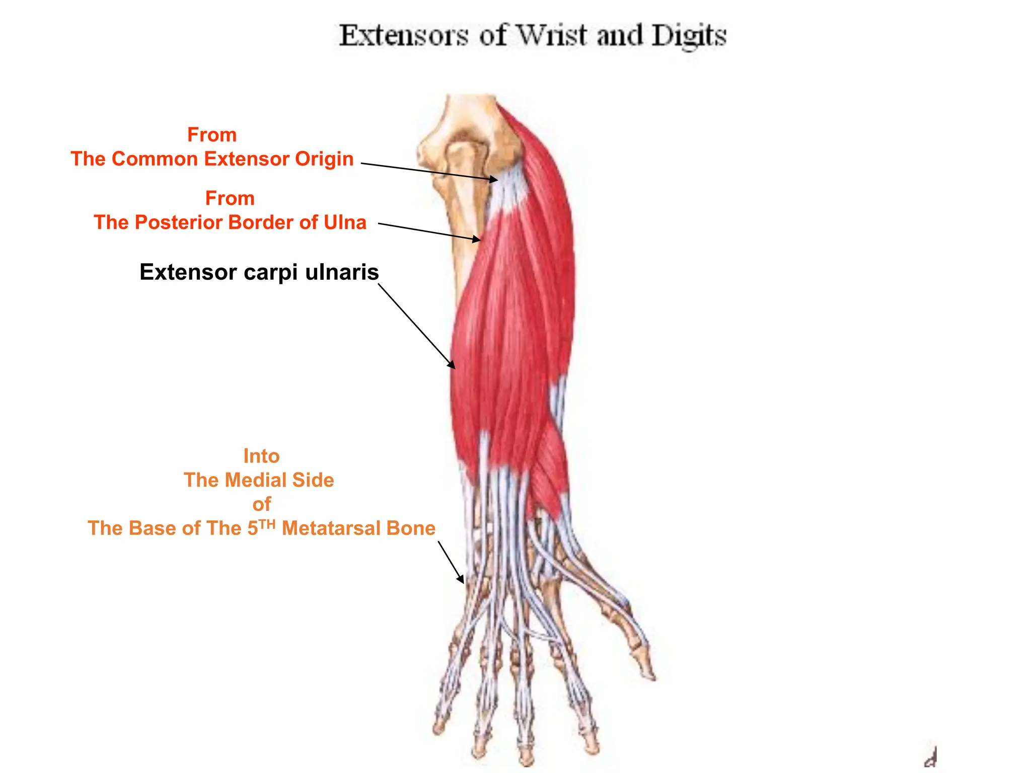 Back of forearm_221220_164624.pdf muscles | PDF