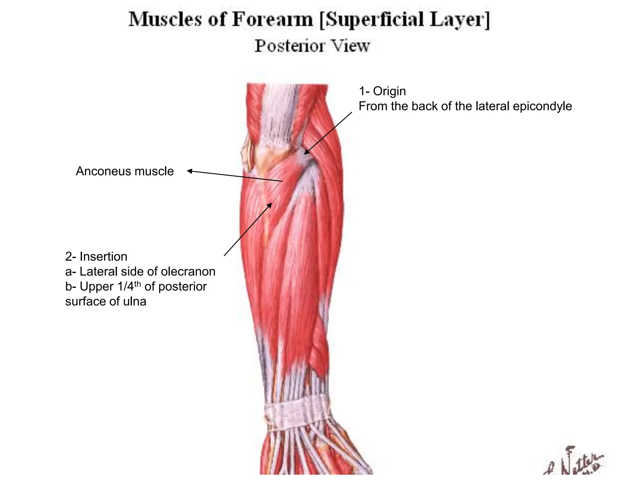 Back of forearm_221220_164624.pdf muscles | PDF