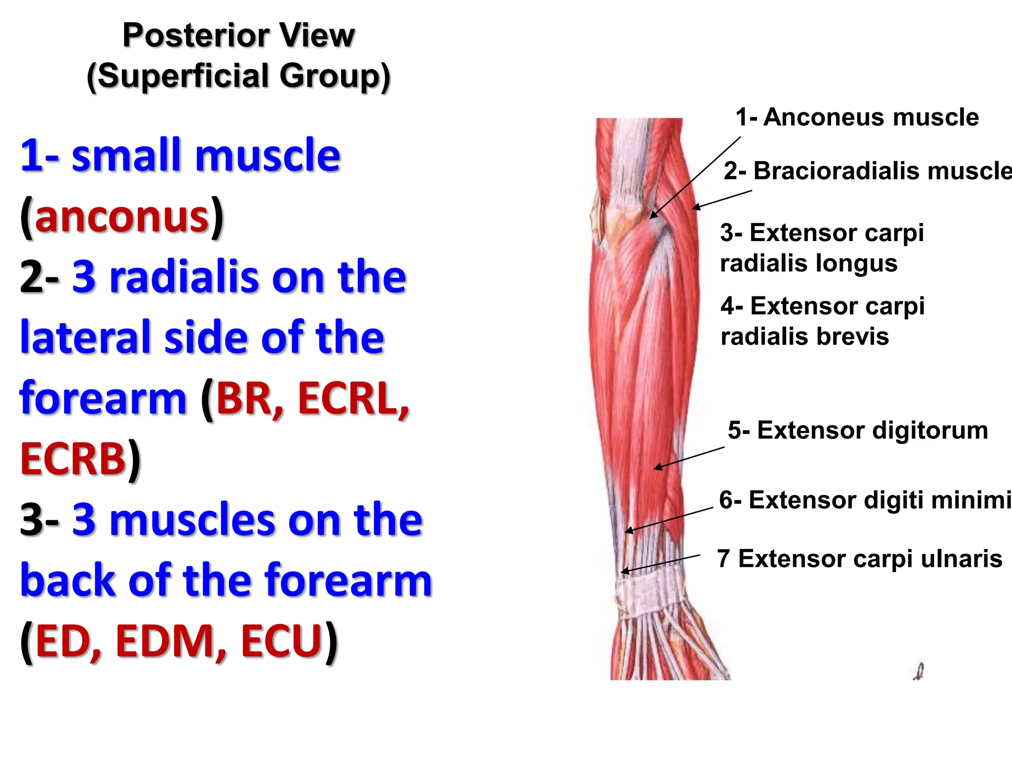 Back of forearm_221220_164624.pdf muscles | PDF