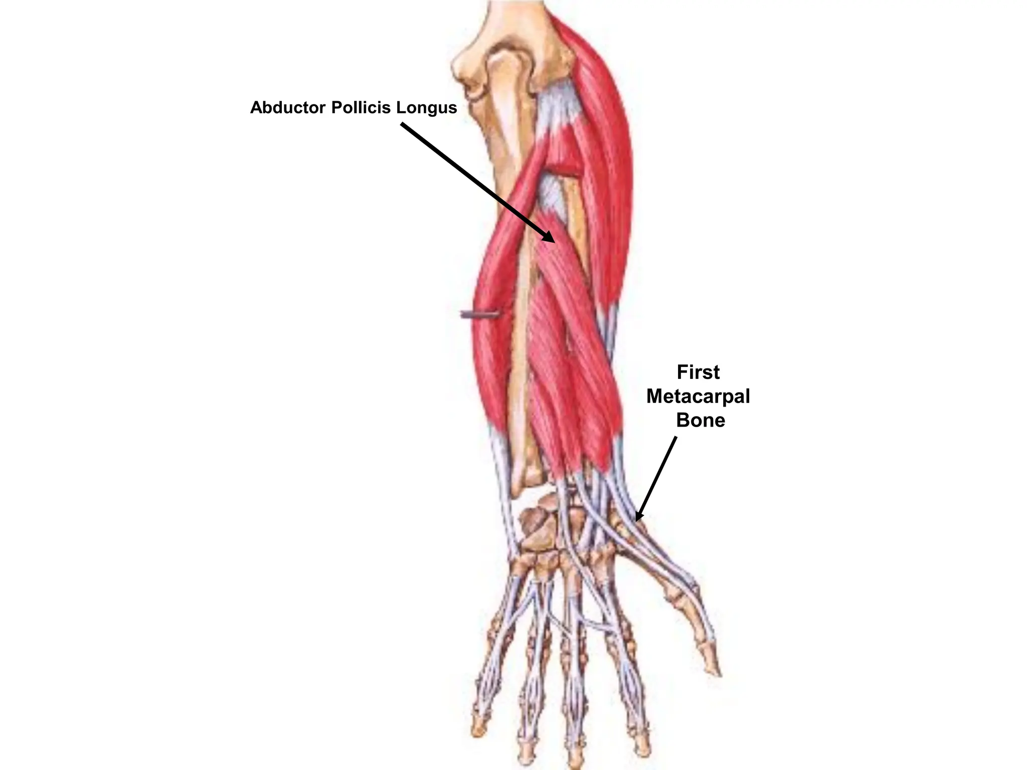Back of forearm_221220_164624.pdf muscles | PPT