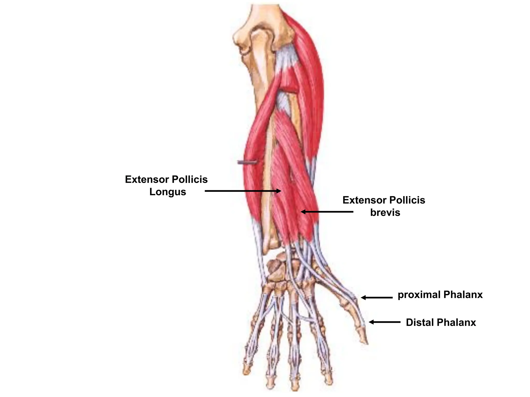 Back of forearm_221220_164624.pdf muscles | PPT