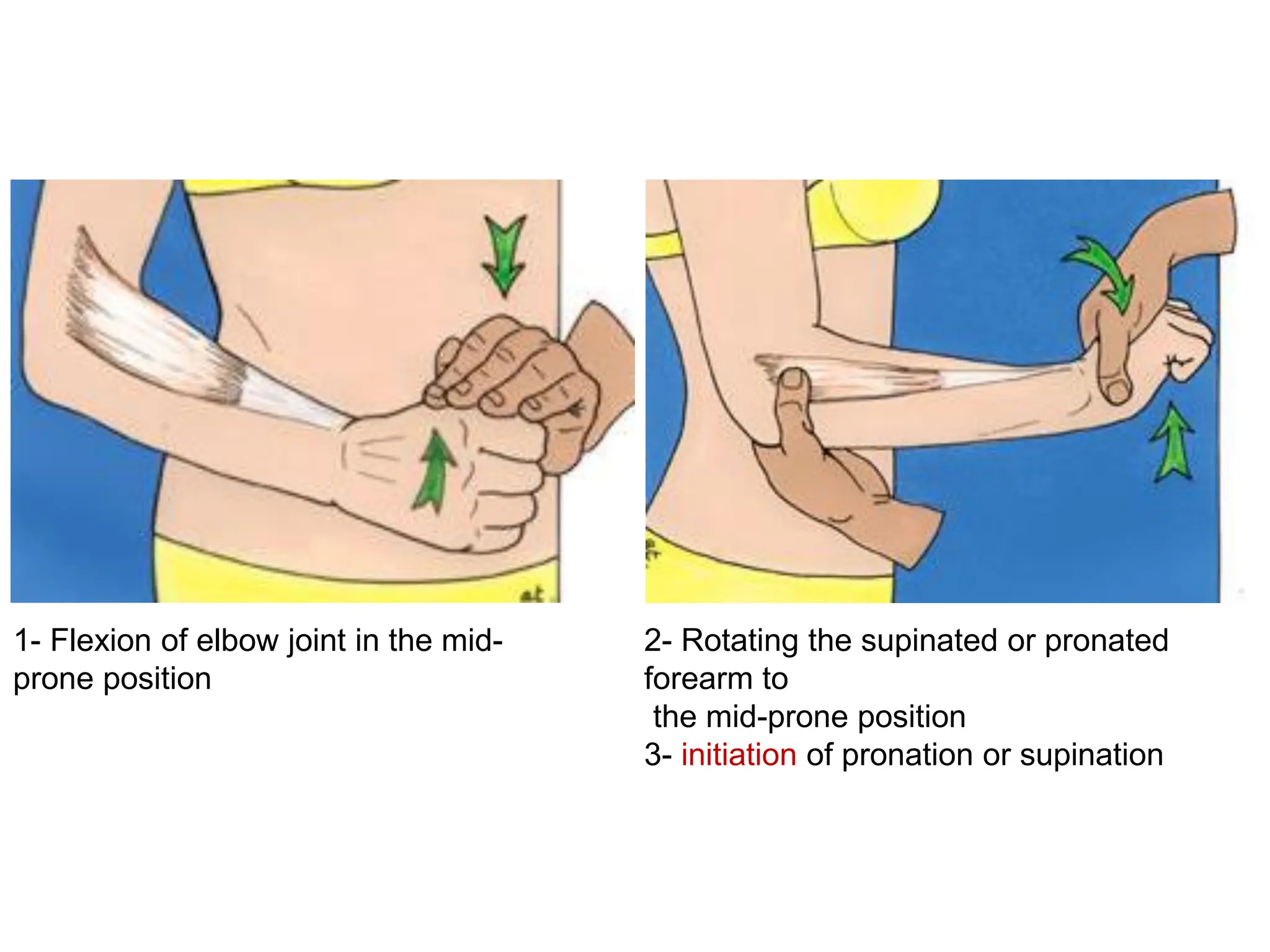 Back of forearm_221220_164624.pdf muscles | PDF | Death, Injury, or Military Conflict ...