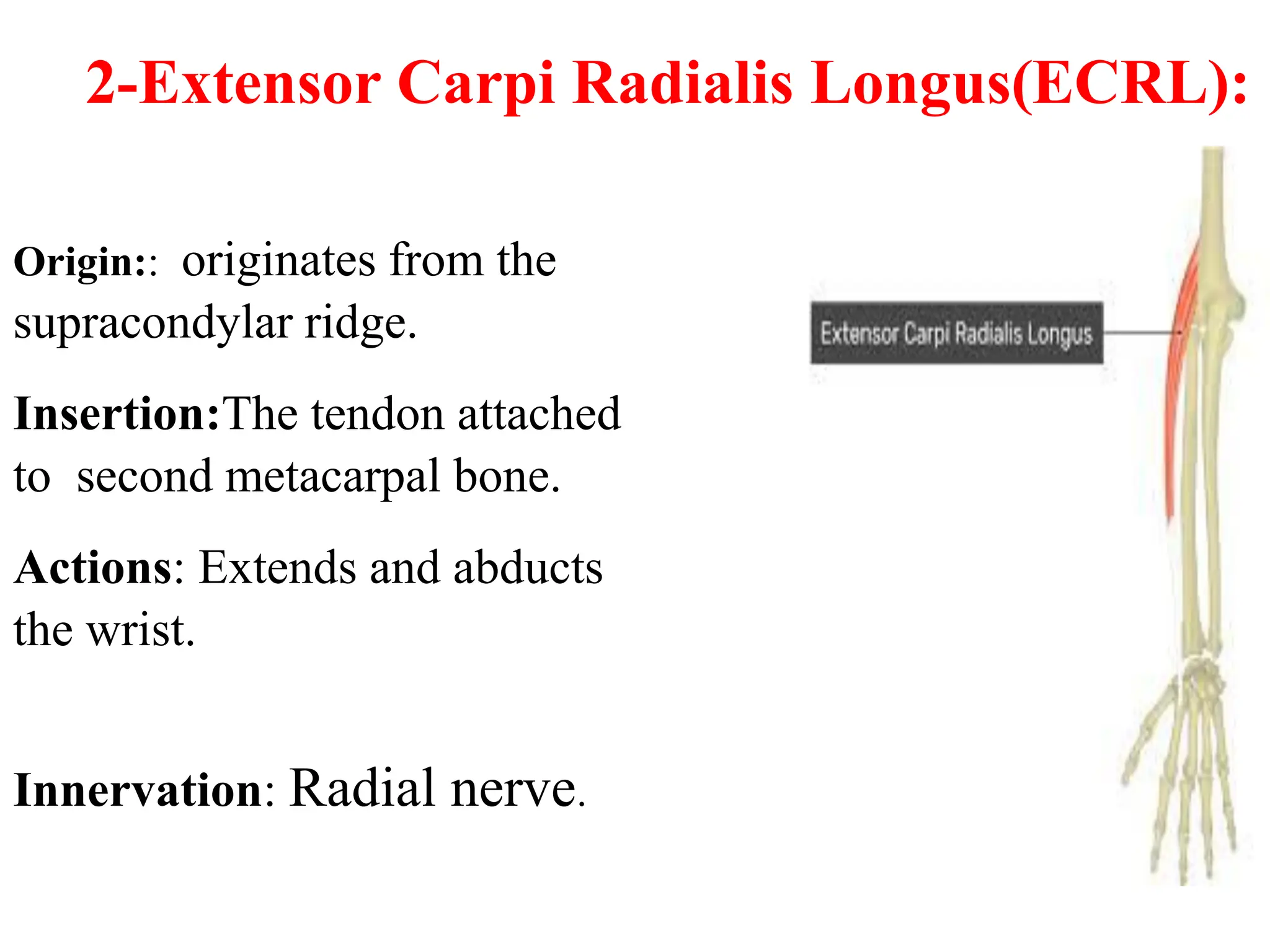 Back of forearm_221220_164624.pdf muscles | PDF
