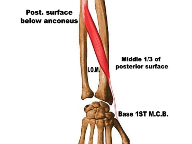 Back of forearm_221220_164624.pdf muscles | PPT