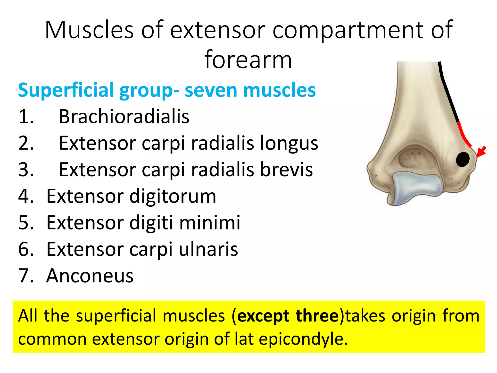 Anatomy of Back of fore arm and dorsum of hand | PDF