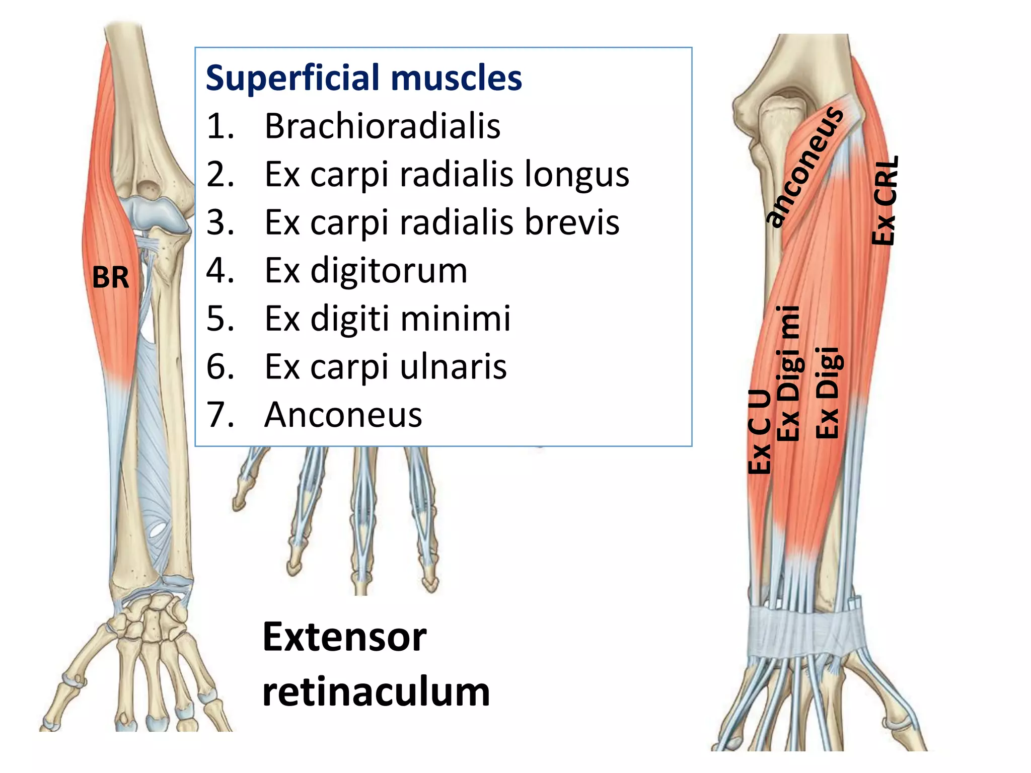 Anatomy of Back of fore arm and dorsum of hand | PDF