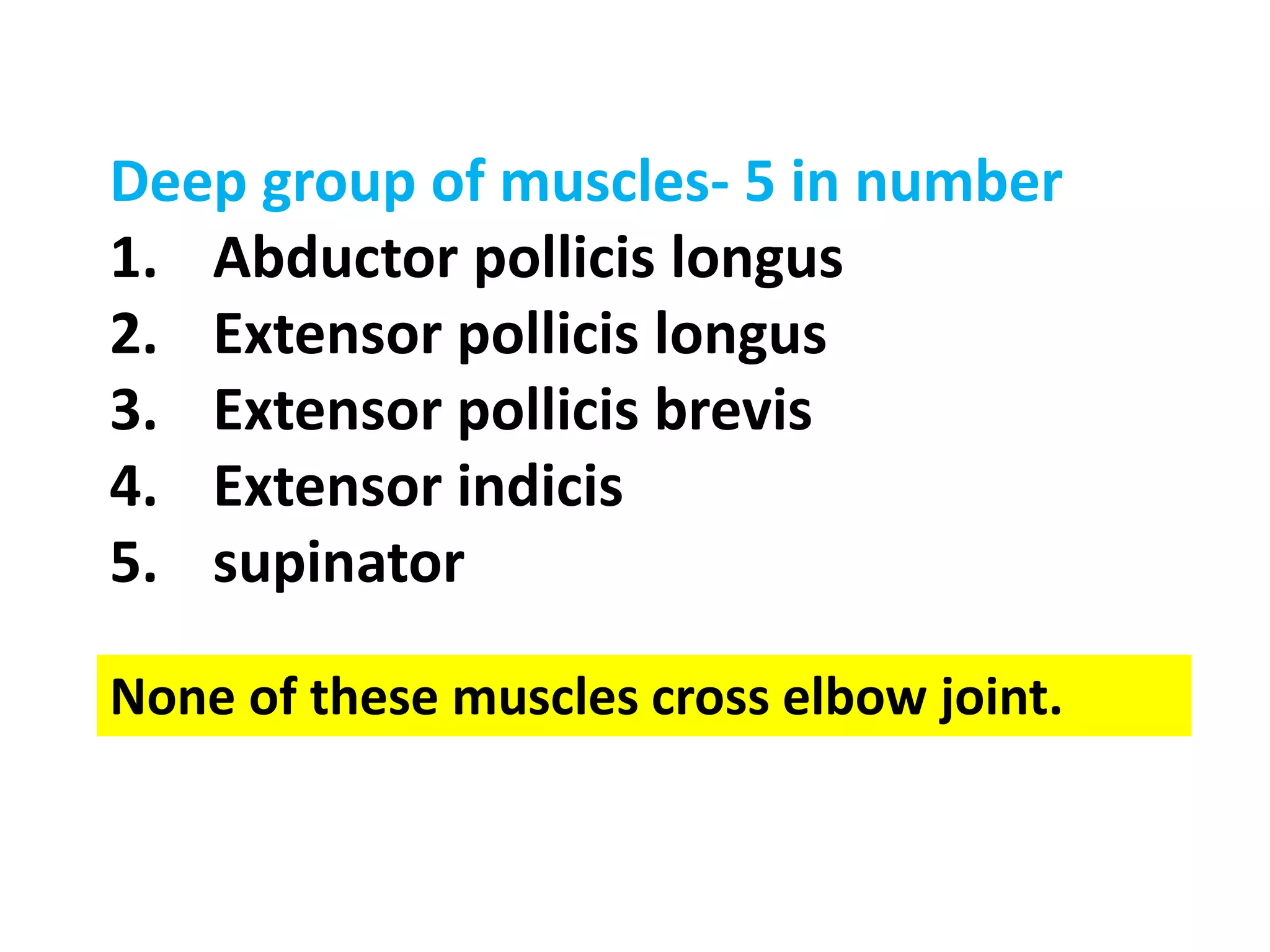 Anatomy of Back of fore arm and dorsum of hand | PDF
