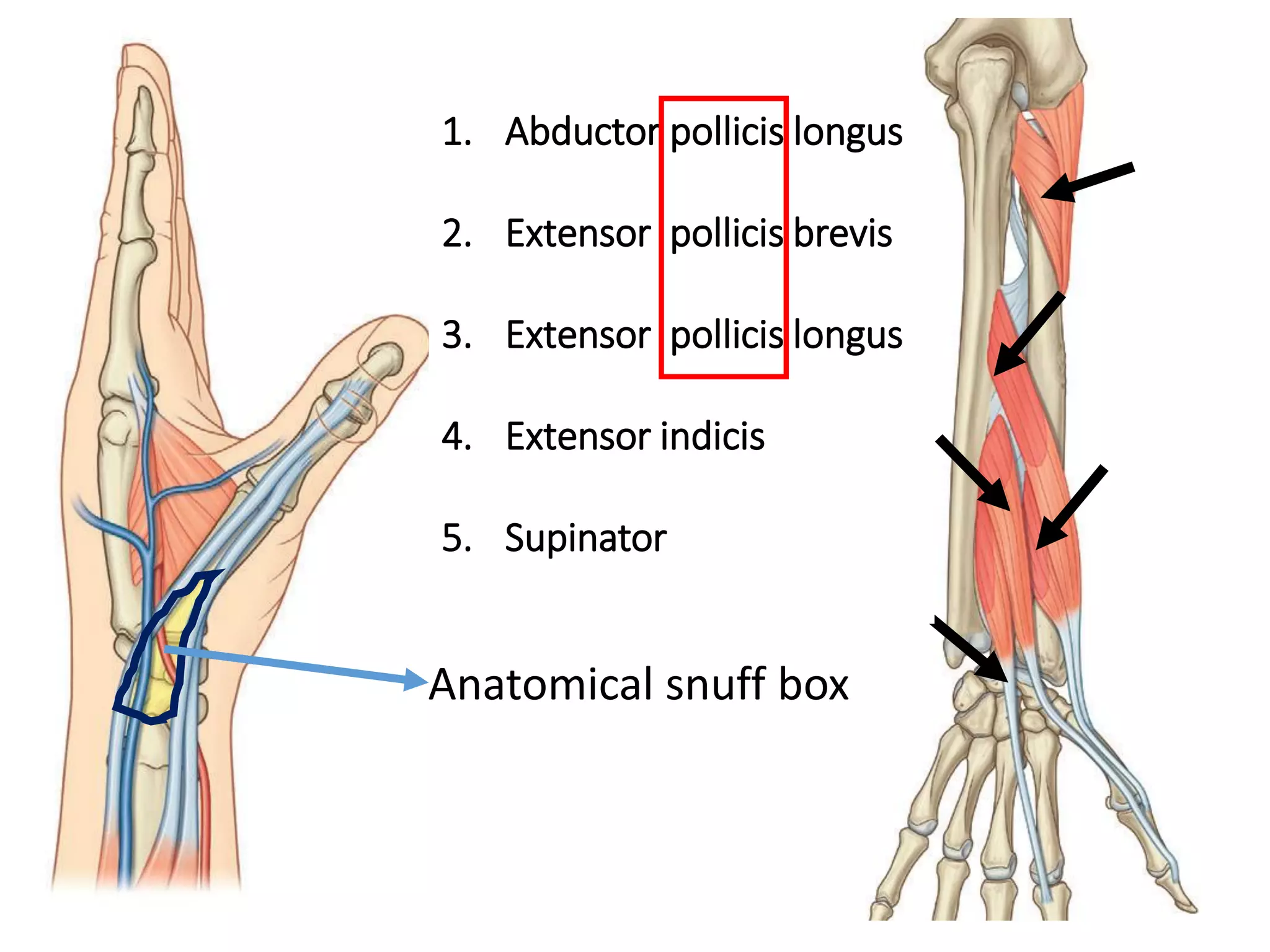 Anatomy of Back of fore arm and dorsum of hand | PDF