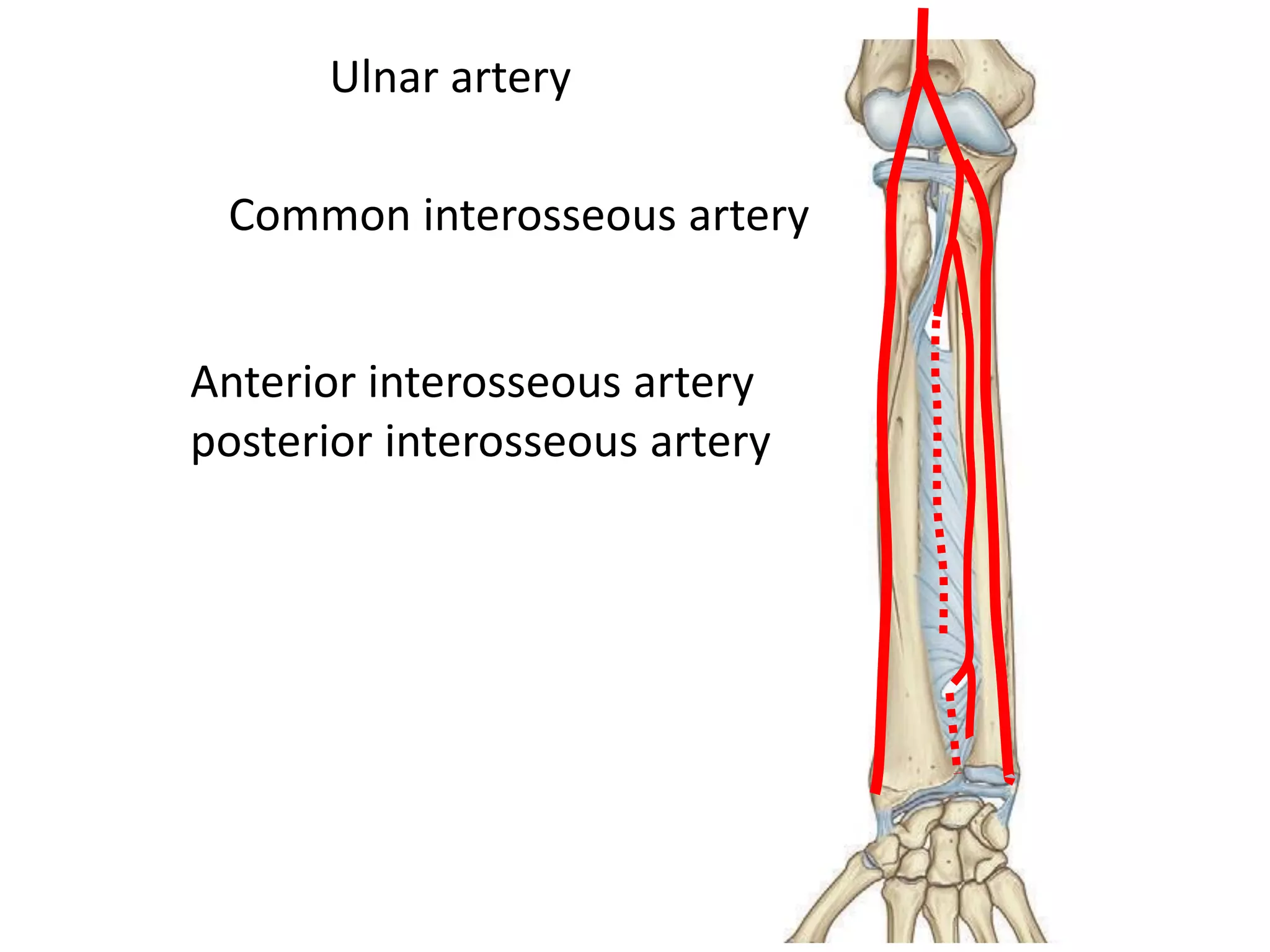 Anatomy of Back of fore arm and dorsum of hand | PDF