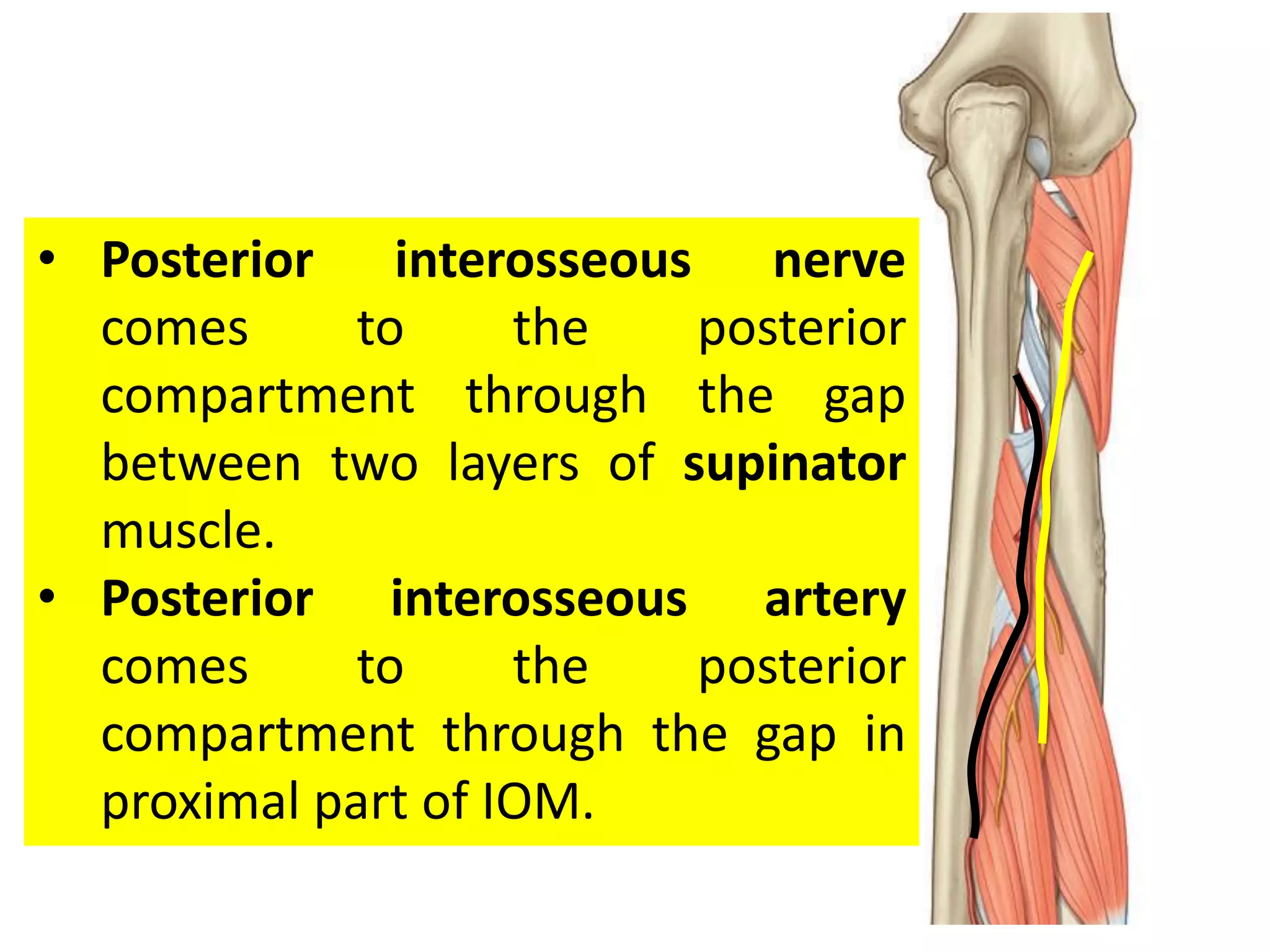 Anatomy of Back of fore arm and dorsum of hand | PDF