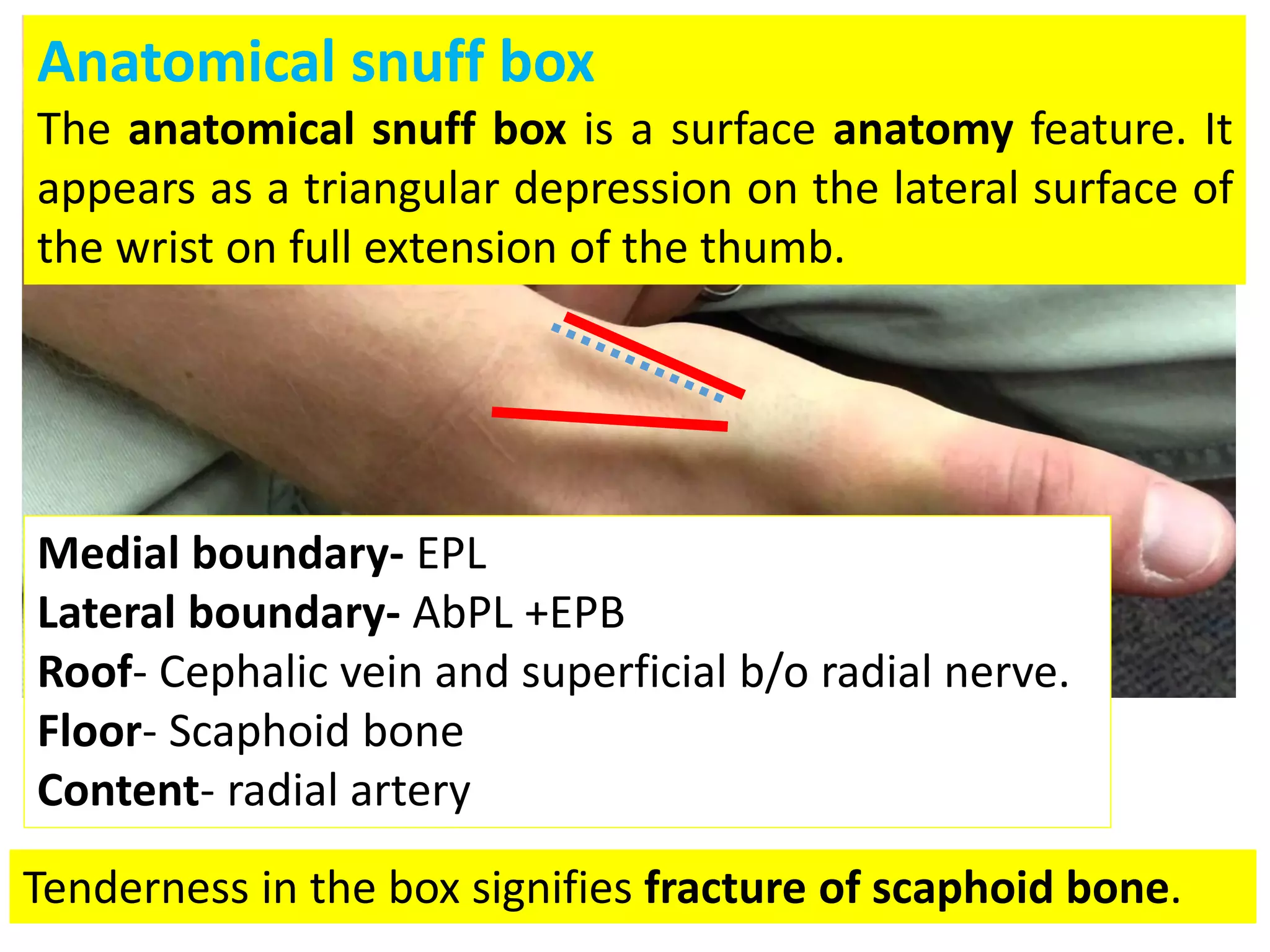 Anatomy of Back of fore arm and dorsum of hand | PDF