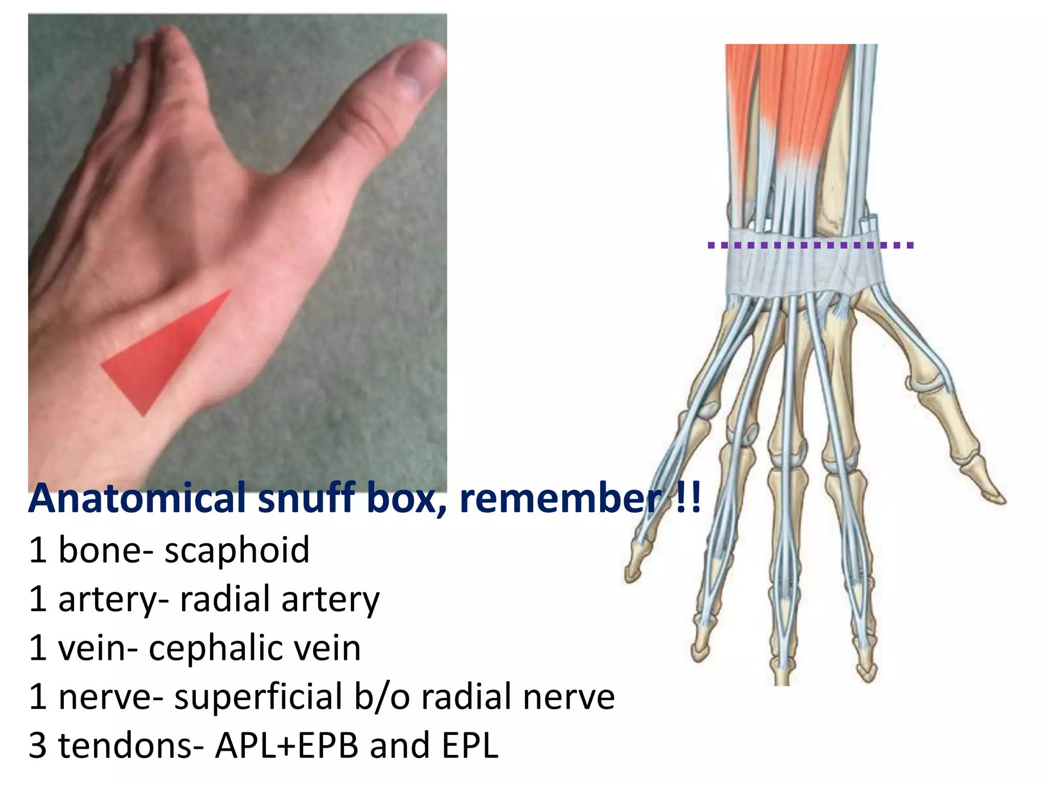 Anatomy of Back of fore arm and dorsum of hand | PDF