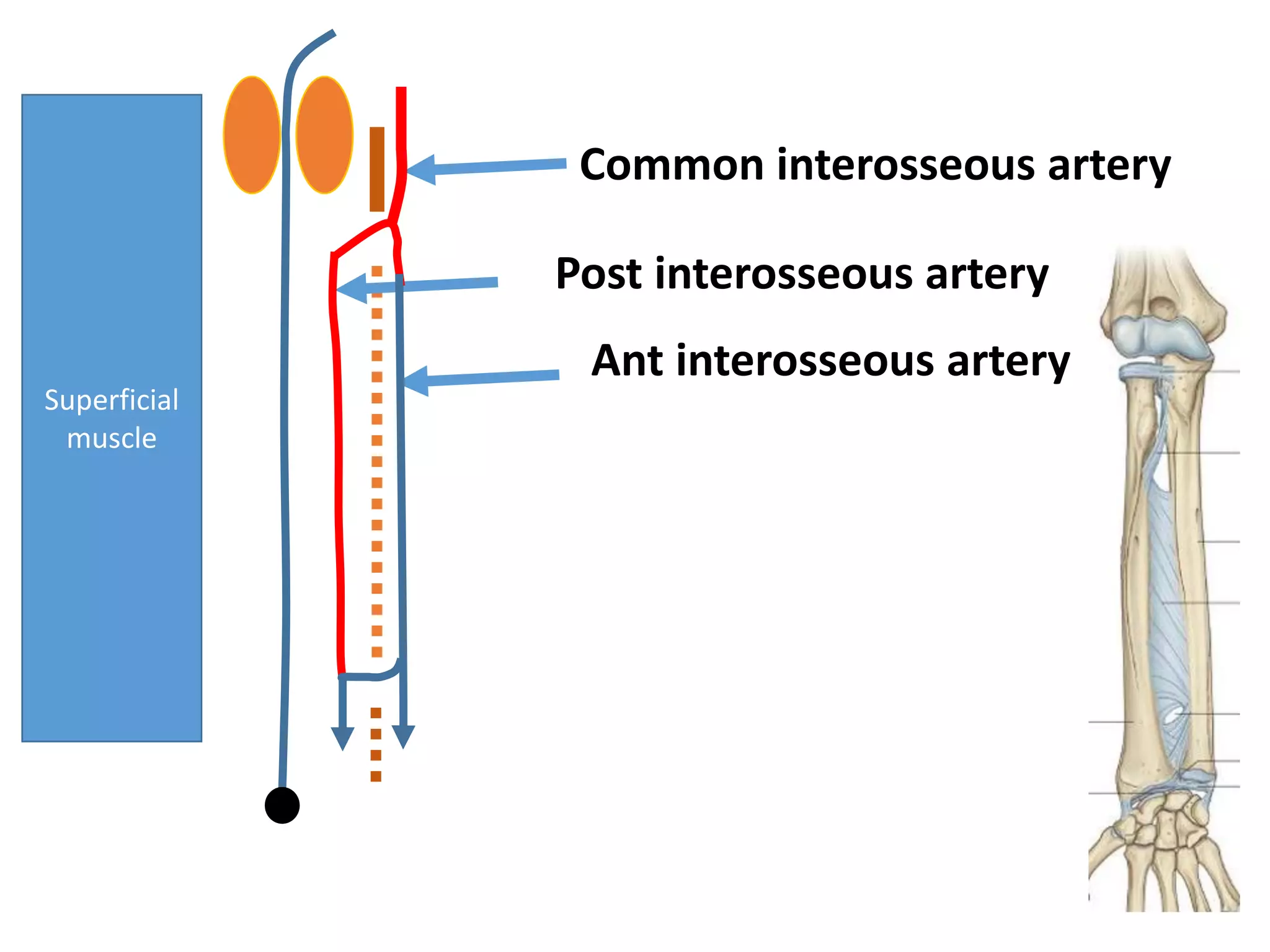 Anatomy of Back of fore arm and dorsum of hand | PDF
