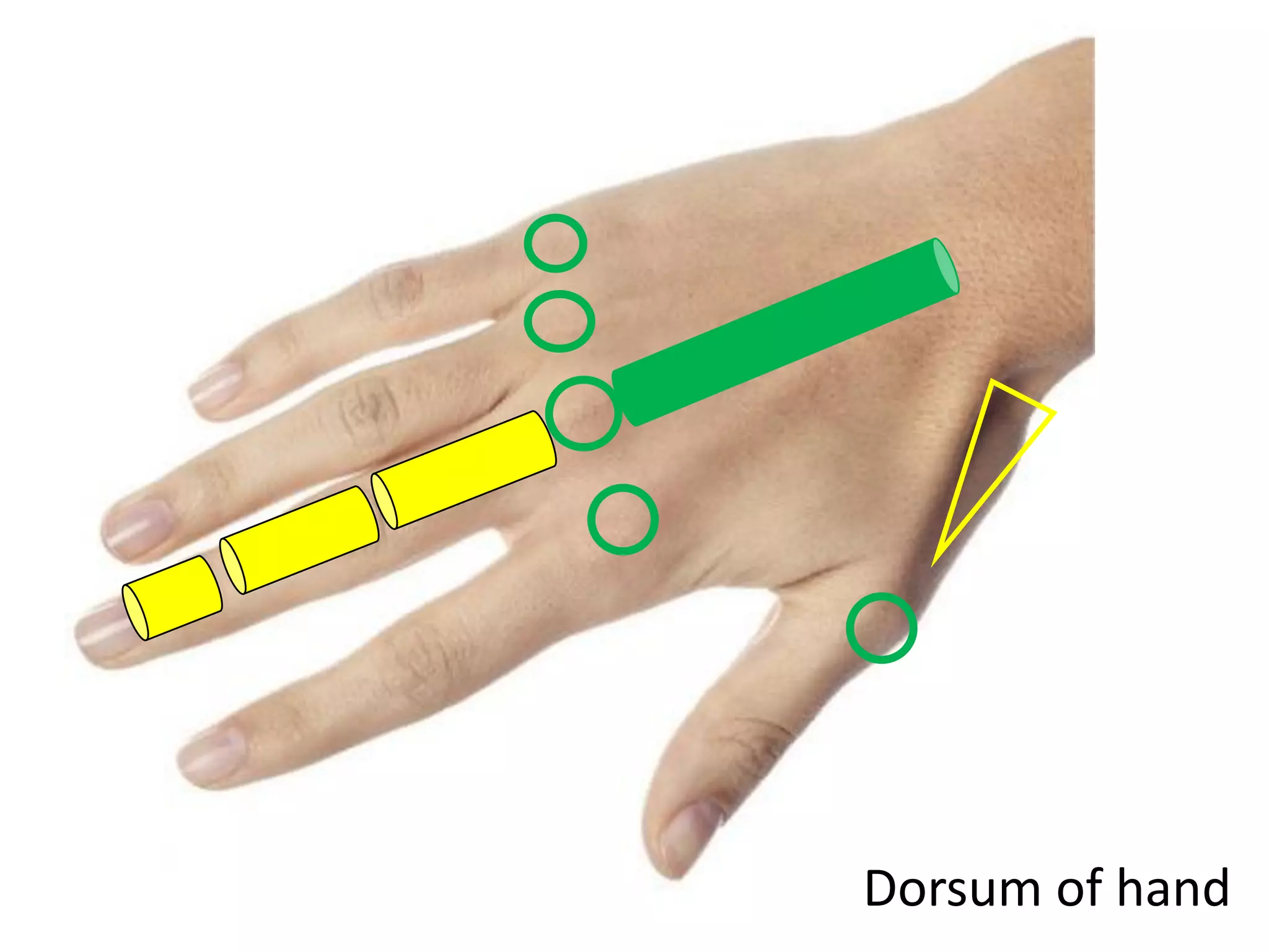 Anatomy of Back of fore arm and dorsum of hand | PDF