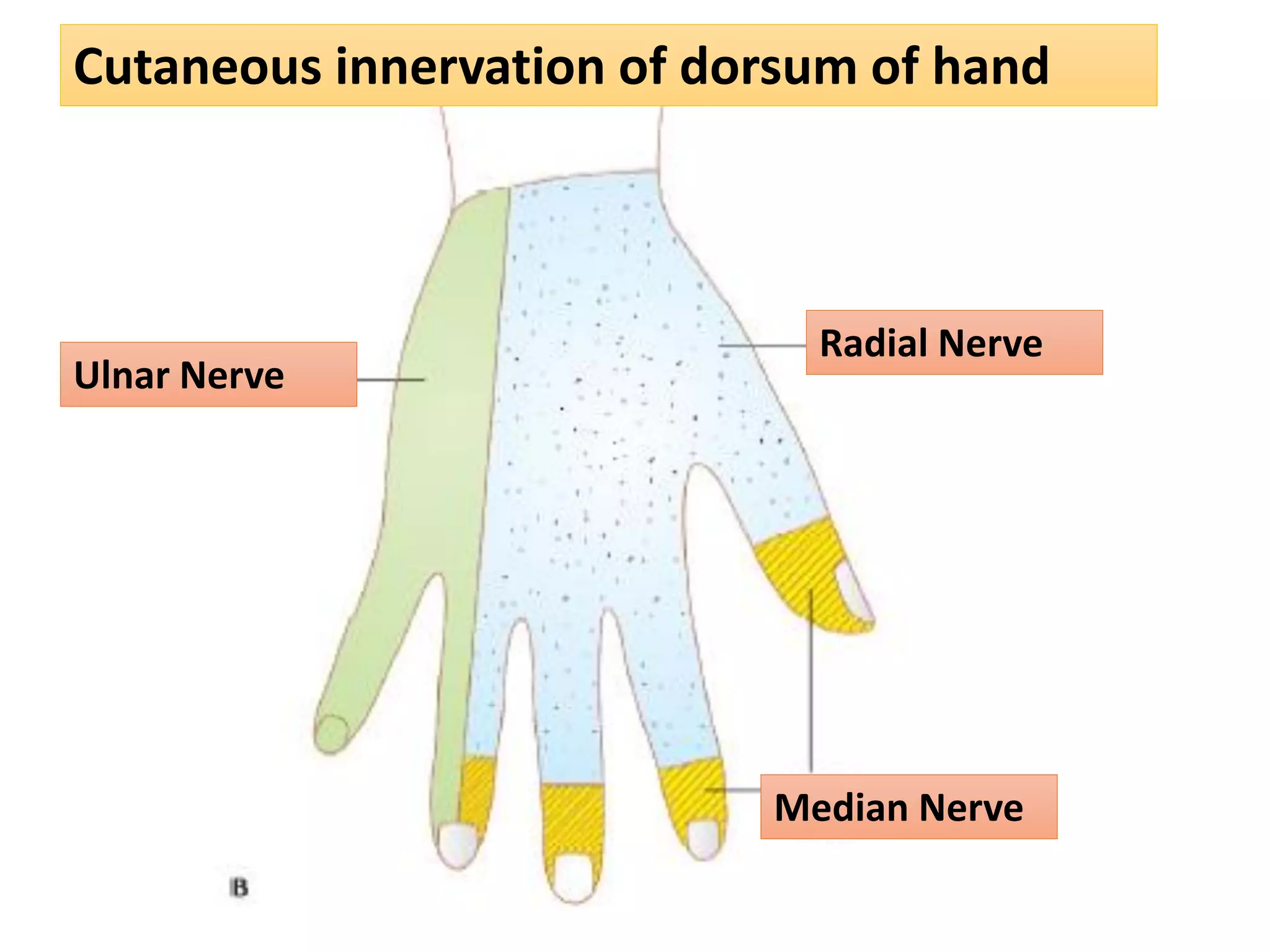 Anatomy of Back of fore arm and dorsum of hand | PDF