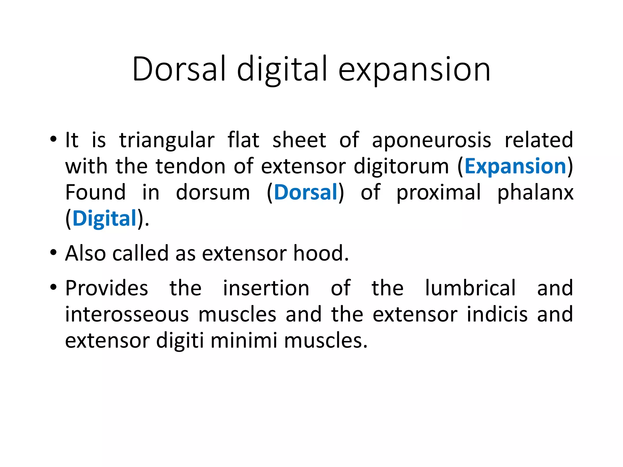 Anatomy of Back of fore arm and dorsum of hand | PDF
