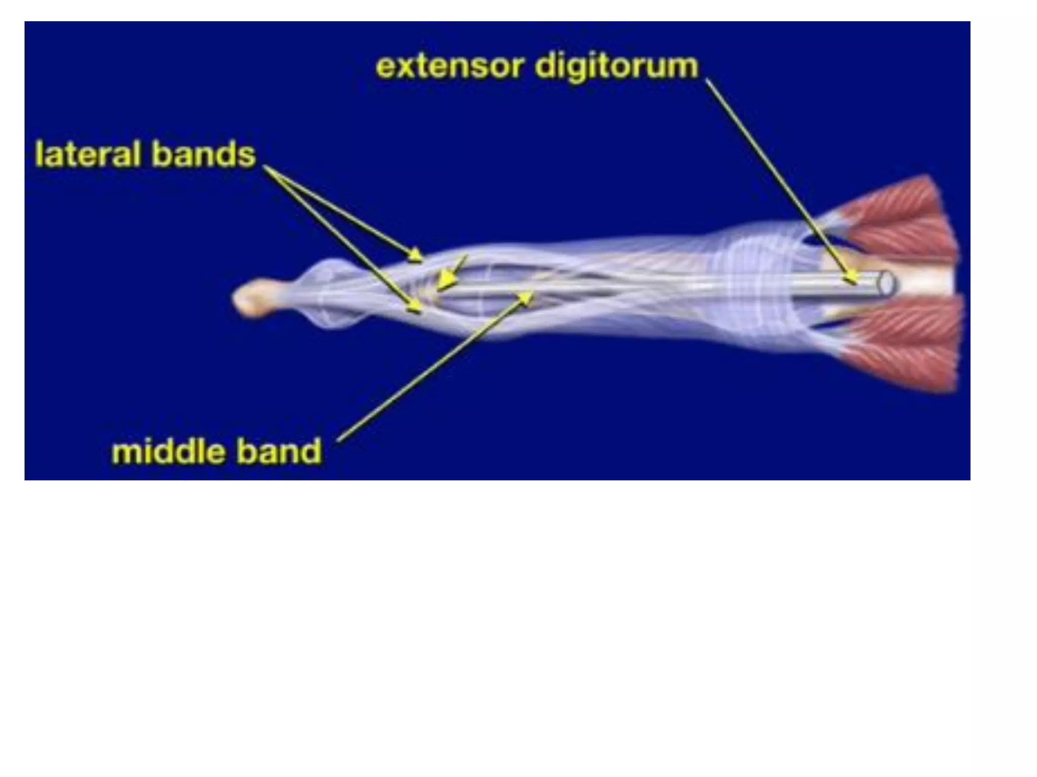 Anatomy of Back of fore arm and dorsum of hand | PDF