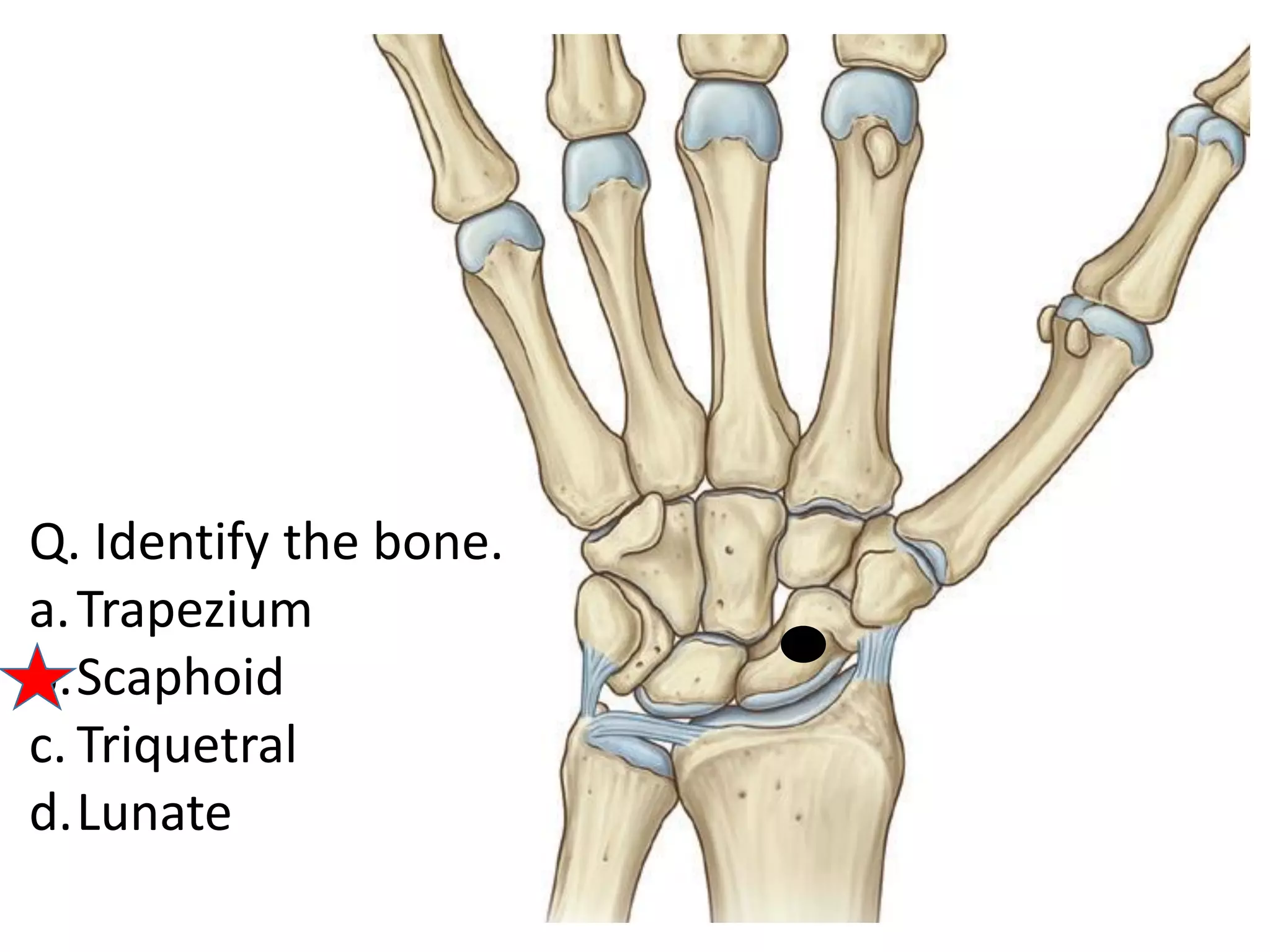 Anatomy of Back of fore arm and dorsum of hand | PDF