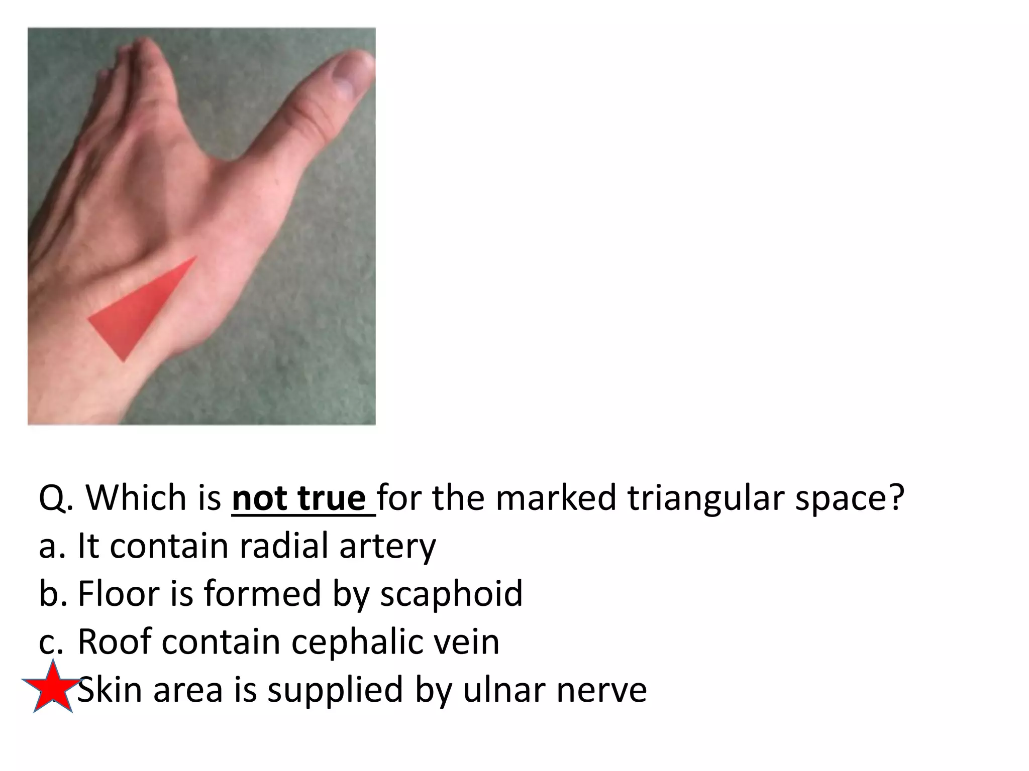 Anatomy of Back of fore arm and dorsum of hand | PDF