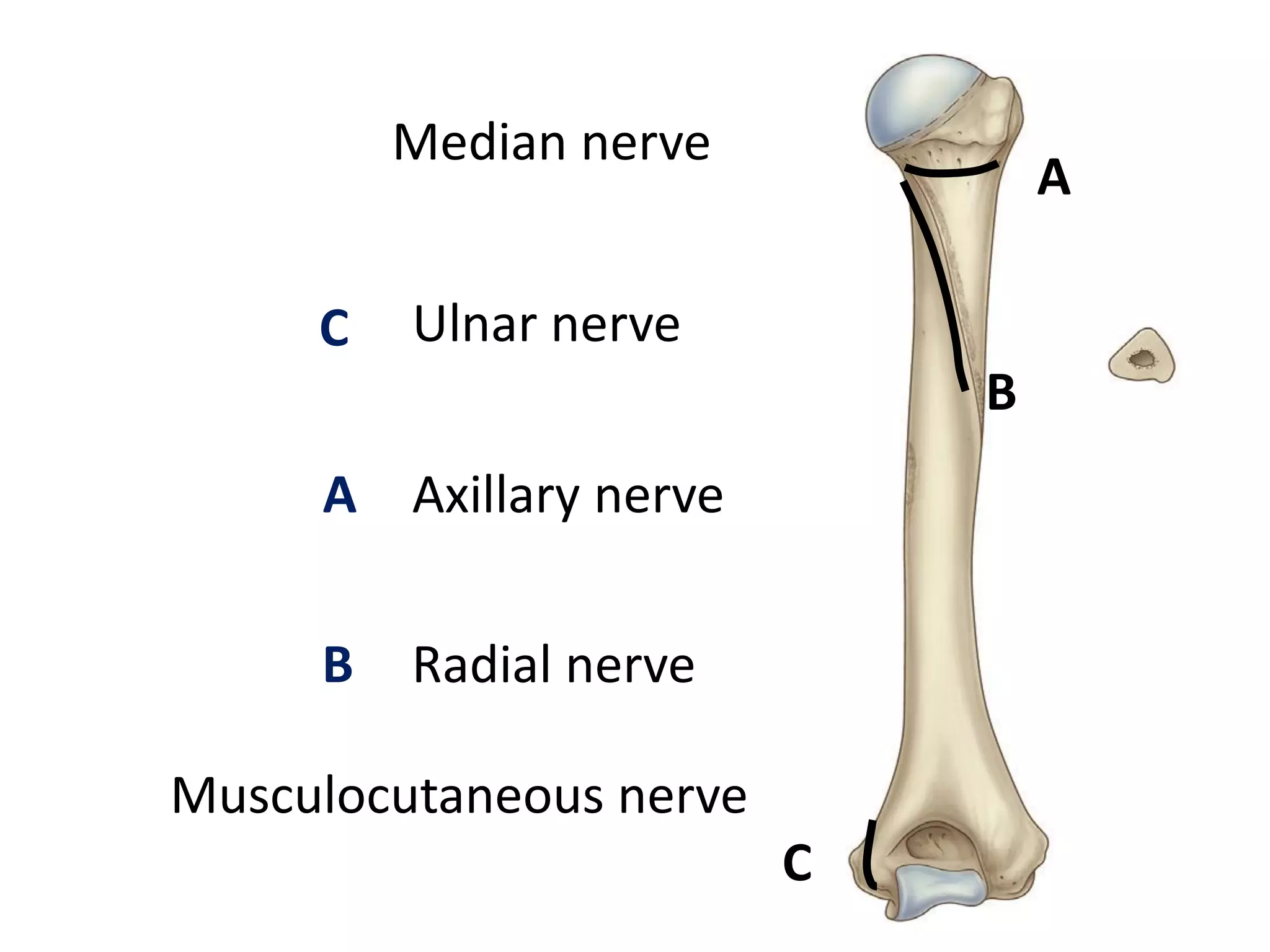 Anatomy of Back of fore arm and dorsum of hand | PDF