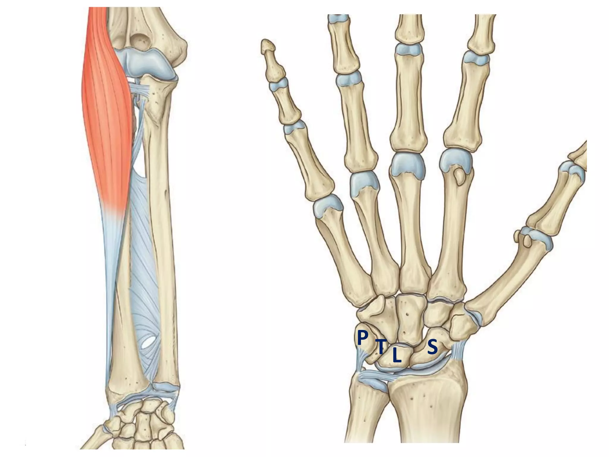 Anatomy of Back of fore arm and dorsum of hand | PDF