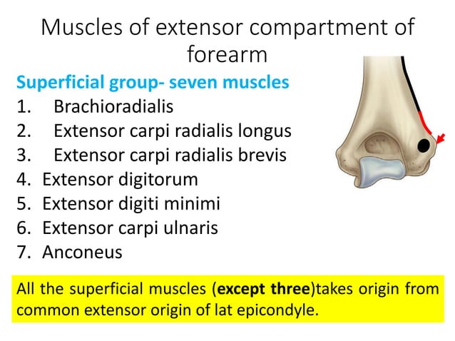 Anatomy of Back of fore arm and dorsum of hand | PDF | Death, Injury ...