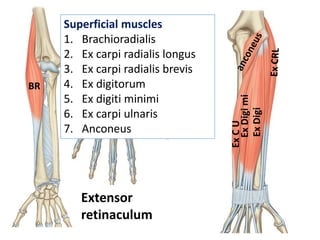 Anatomy of Back of fore arm and dorsum of hand | PDF