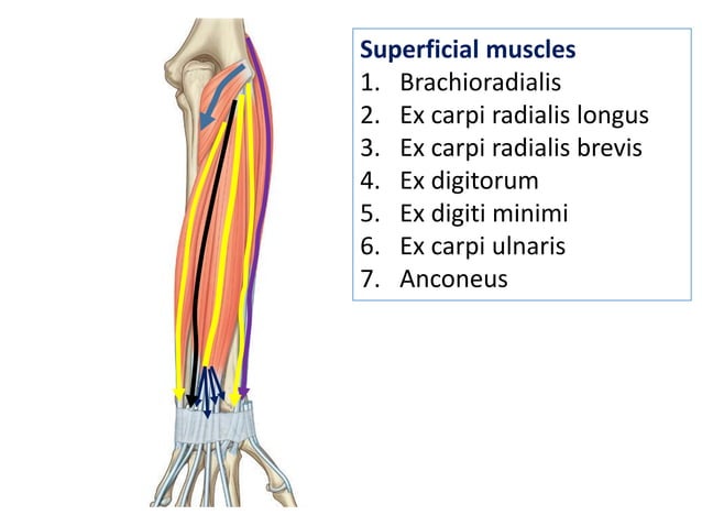Anatomy of Back of fore arm and dorsum of hand | PDF | Death, Injury ...